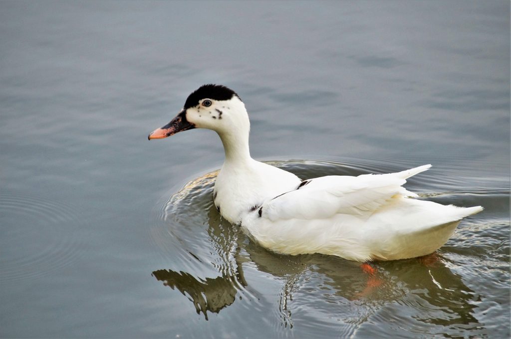 12 of the Most Versatile Duck Breeds to Fill Your Homestead - Garden ...