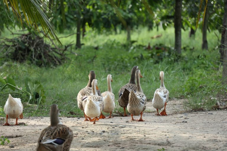 12 of the Most Versatile Duck Breeds to Fill Your Homestead - Garden ...