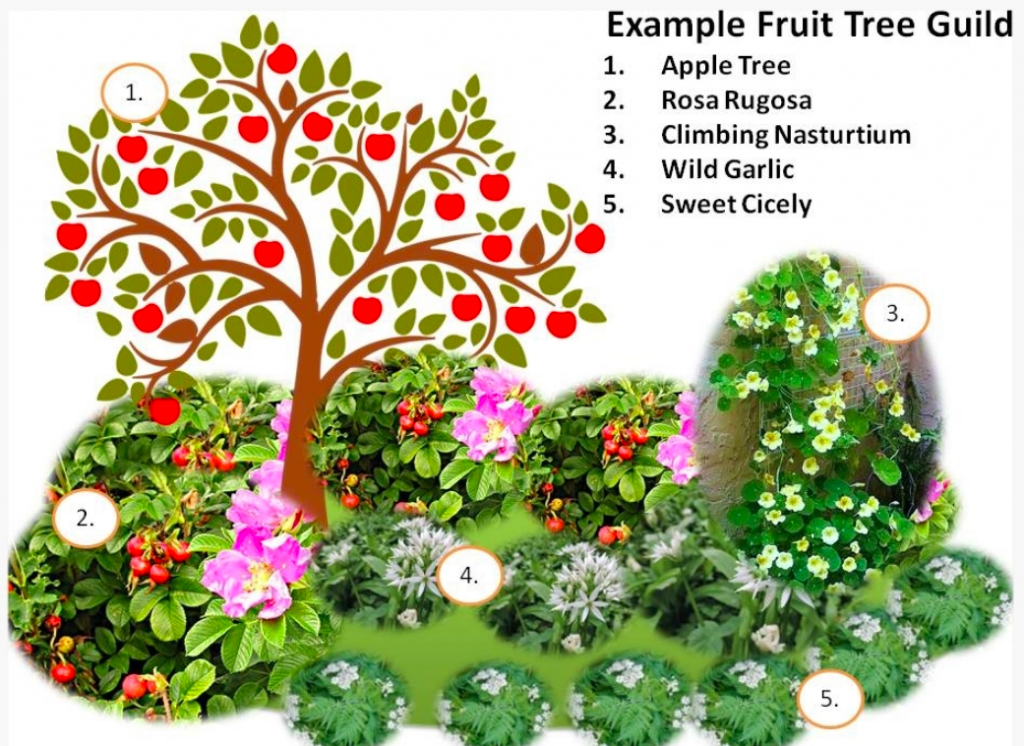 A Guide to Planting a Wonderful Permaculture Fruit Tree Guild - Garden ...