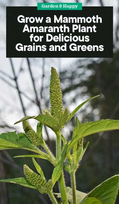 How to Grow Amaranth Plant for Delicious Grains and Greens - Garden and ...