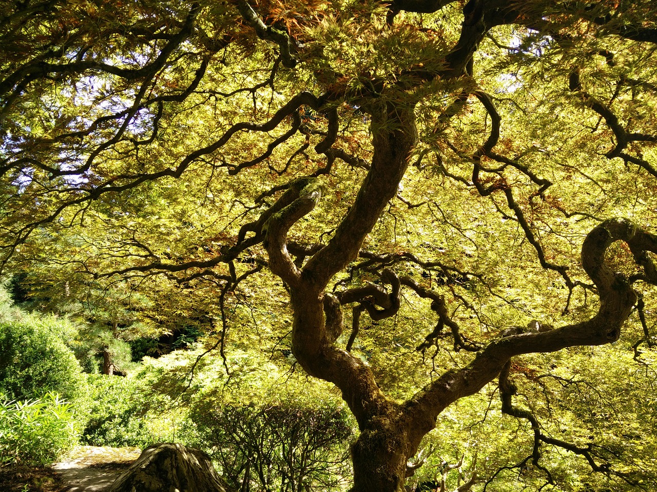 A Complete Guide to Growing a Japanese Maple Tree - Garden and Happy