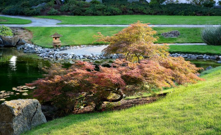 A Complete Guide to Growing a Japanese Maple Tree - Garden and Happy