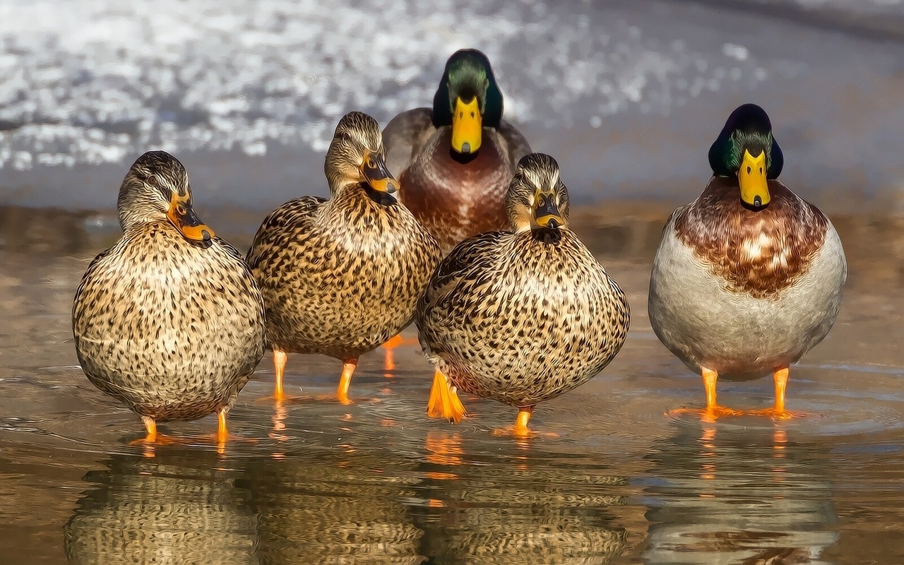 12 of the Most Versatile Duck Breeds to Fill Your Homestead - Garden ...