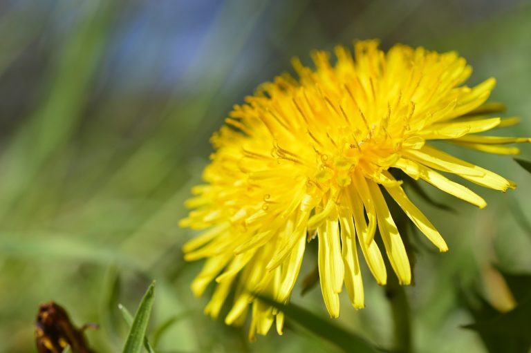 17 Wonderful Dandelion Uses You Might Not Know About - Garden and Happy