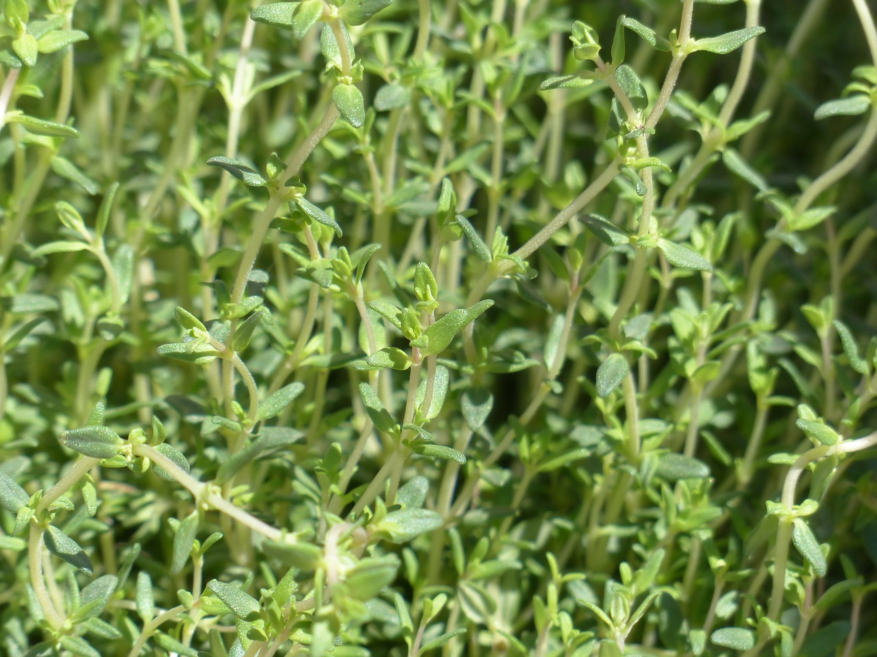 21 French Vegetables to Grow for Culinary Ingredients - Garden and Happy