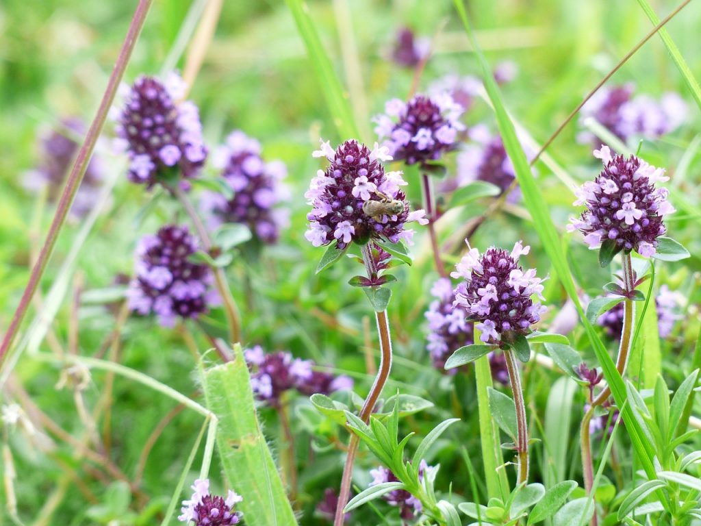 17 Edible Ground Cover Plants that are both Delicious and Decorative ...