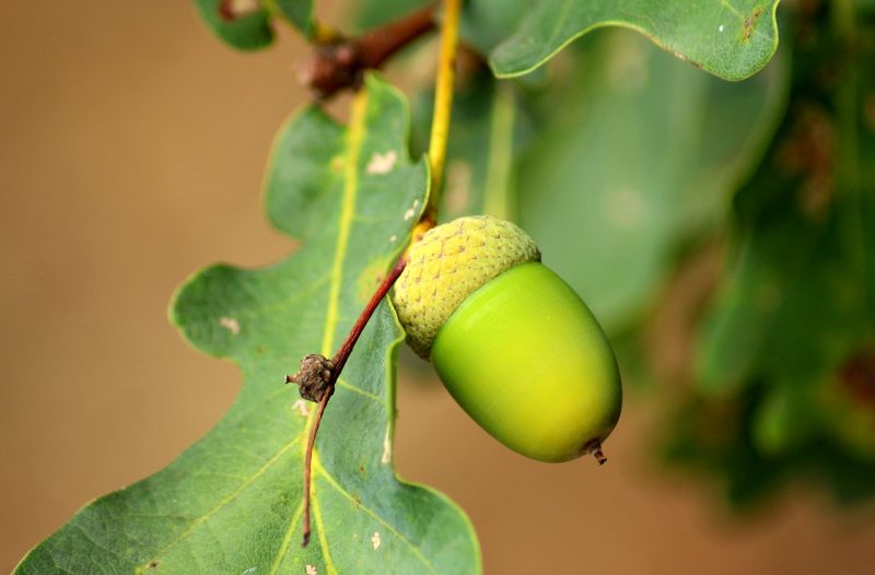 5 Foolproof Methods for Successful Plant Propagation Every Time ...