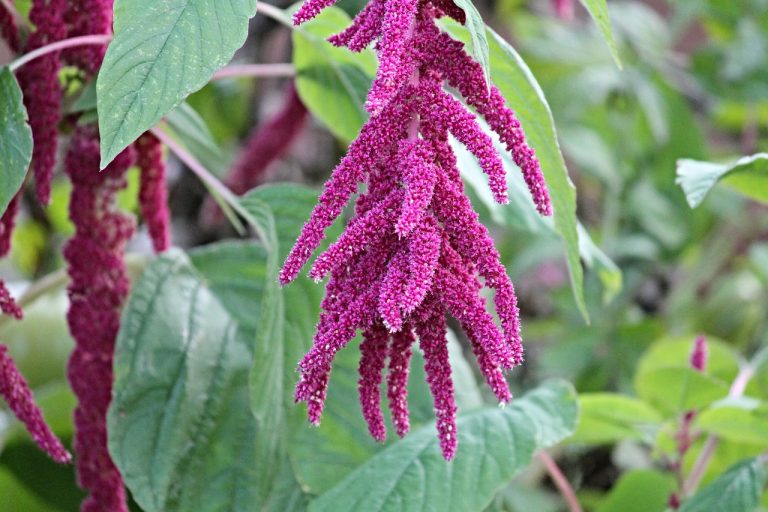 How to Grow Amaranth Plant for Delicious Grains and Greens - Garden and ...