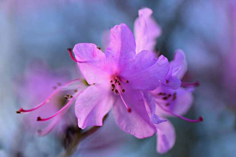 19 Gorgeous Evergreen Shrubs that Add Color to Your Garden Year Round ...