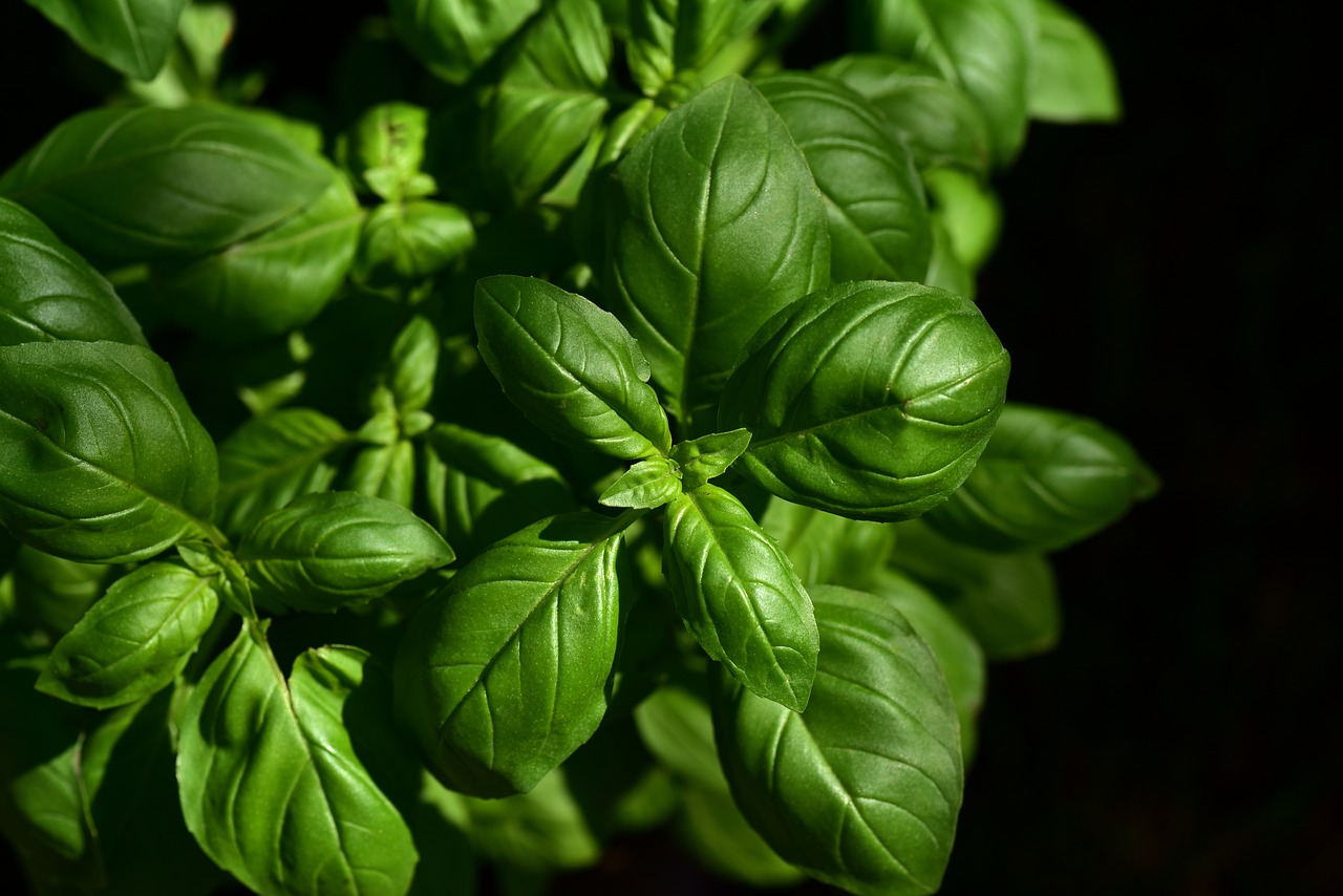 21 French Vegetables to Grow for Culinary Ingredients - Garden and Happy