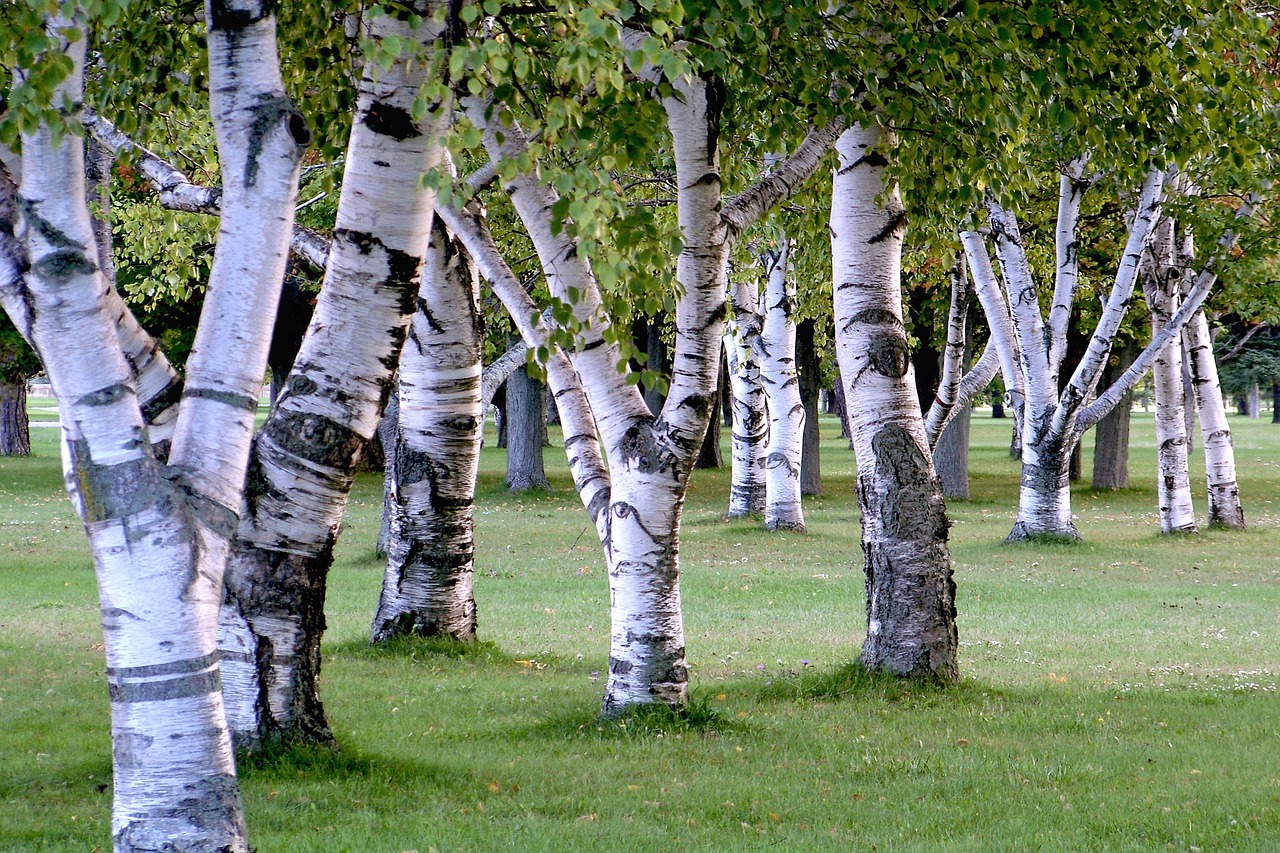33 Plants that are Perfect for Shaping a Woodland Garden - Garden and Happy