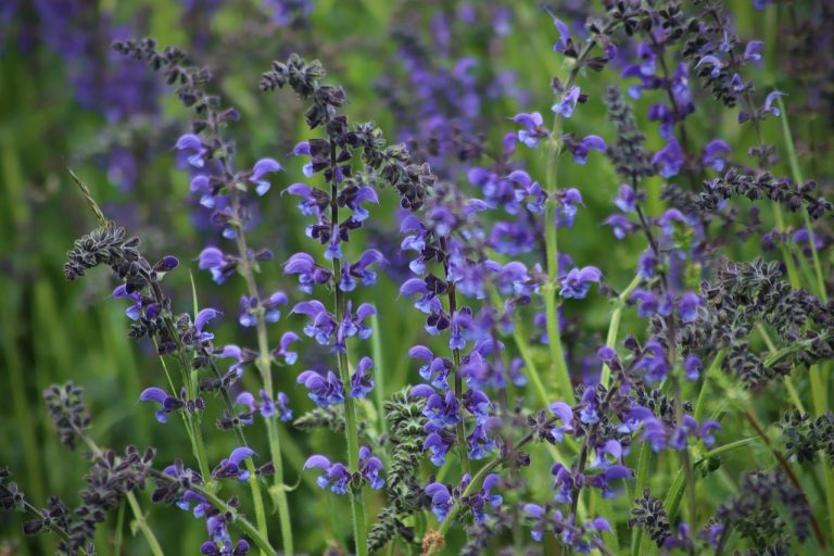10 Gorgeous Blue Wildflowers to Surround Your Garden With - Garden and ...