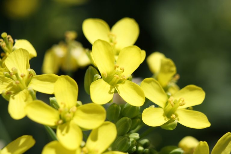 4 Great Ways to Make the Most of Plant Bolting in the Garden - Garden ...