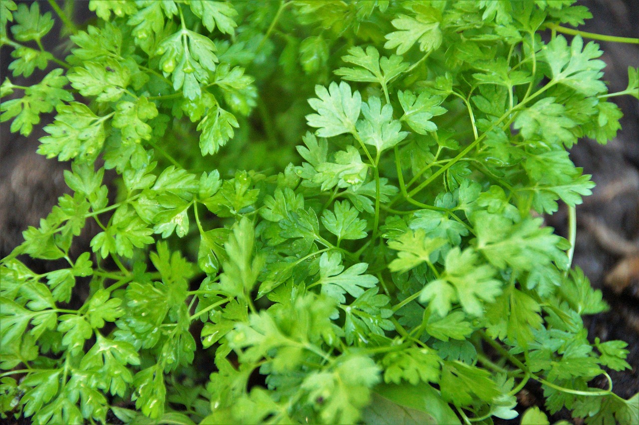 21 French Vegetables to Grow for Culinary Ingredients - Garden and Happy