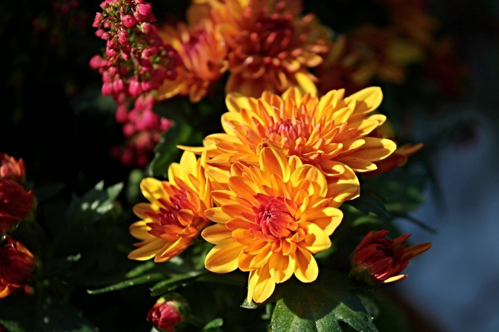 30+ Options for a Magnificent Cut Flower Garden You Can Enjoy Forever ...