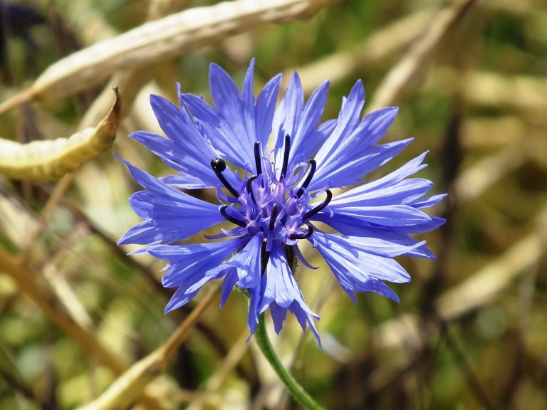 10 Gorgeous Blue Wildflowers to Surround Your Garden With - Garden and ...