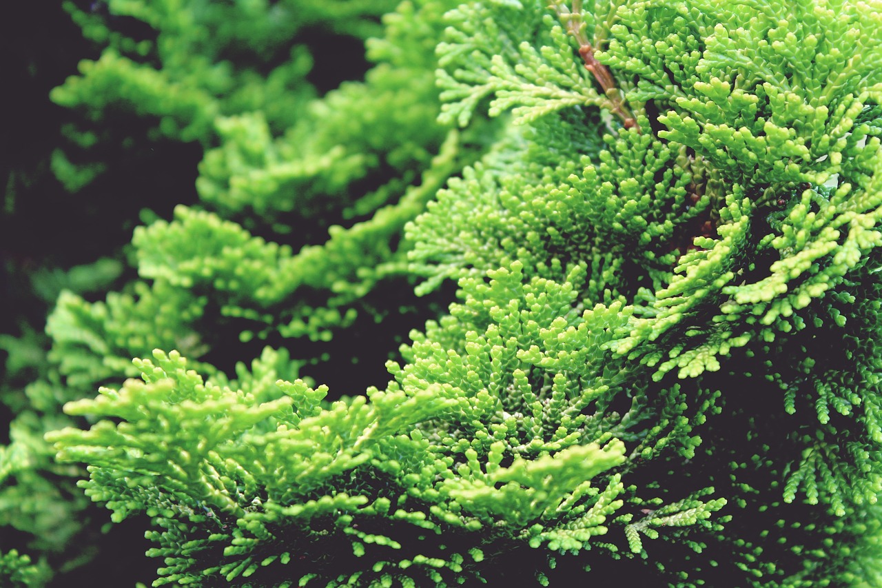 19 Gorgeous Evergreen Shrubs that Add Color to Your Garden Year Round ...