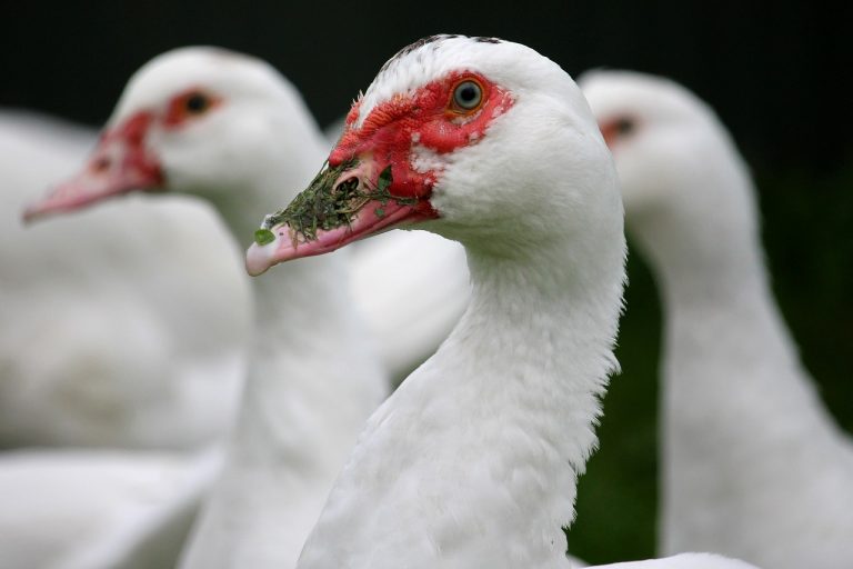 12 of the Most Versatile Duck Breeds to Fill Your Homestead - Garden ...