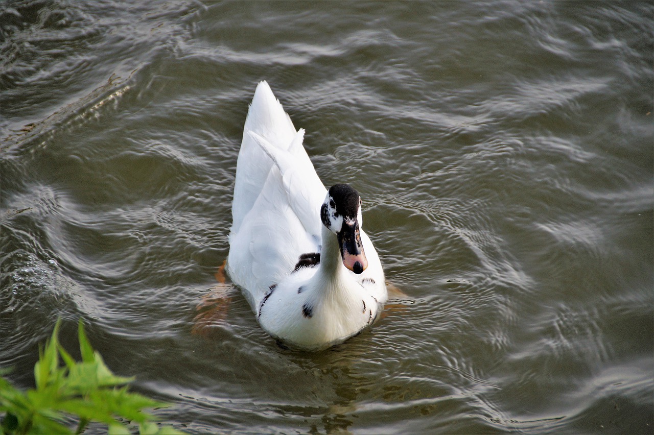 12 of the Most Versatile Duck Breeds to Fill Your Homestead - Garden ...