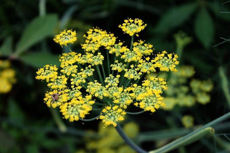 How to Grow Fennel Plant in Your Garden - Garden and Happy