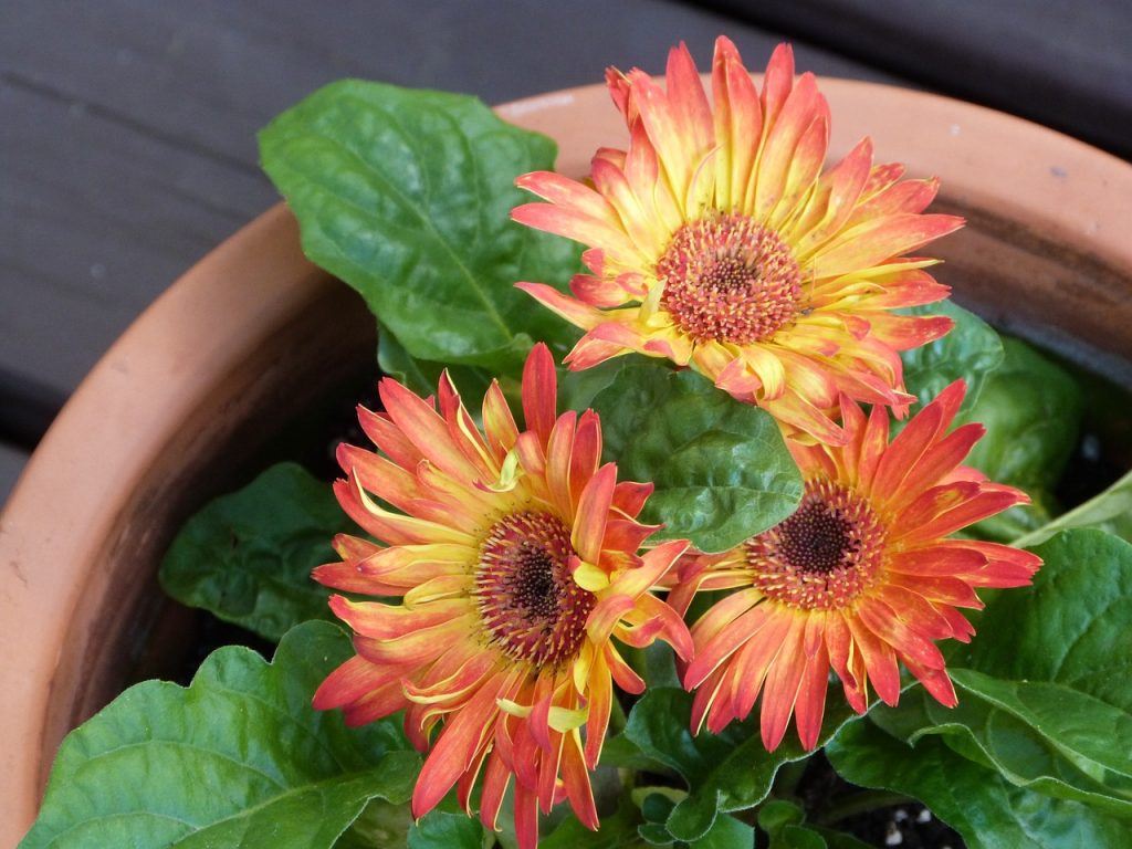 A Complete Growing and Care Guide for Gerbera Daisy - Garden and Happy