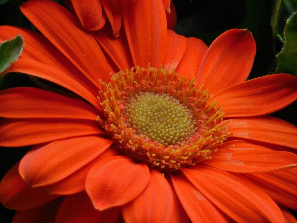A Complete Growing and Care Guide for Gerbera Daisy - Garden and Happy