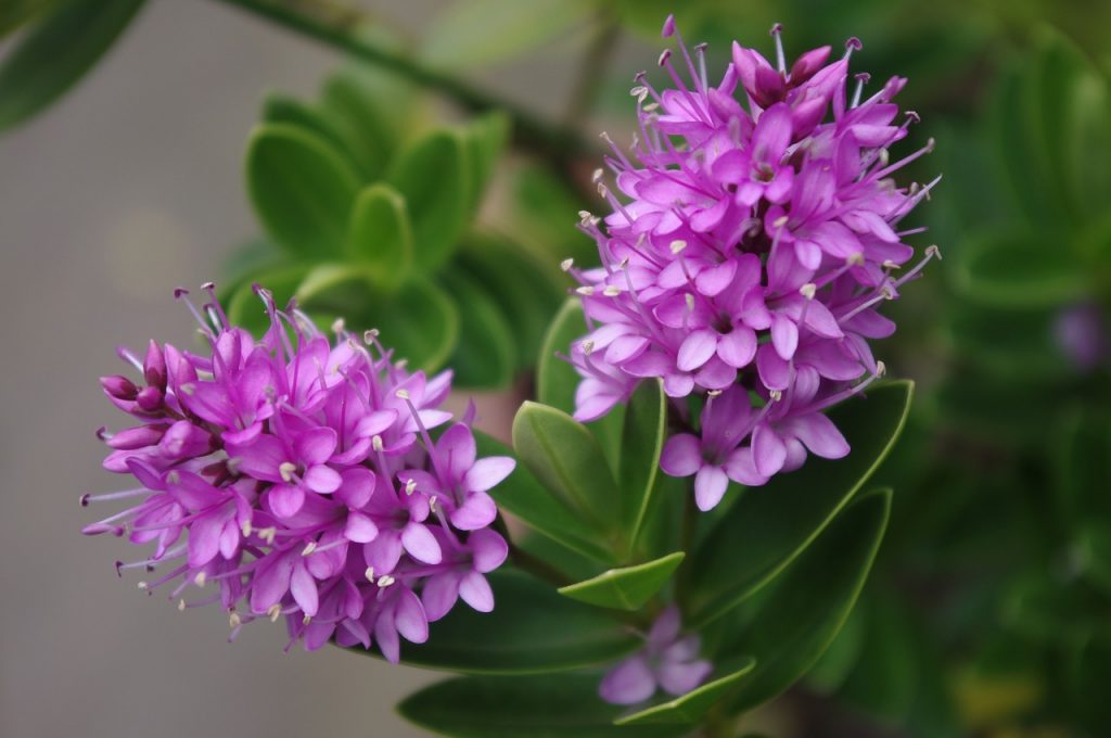 19 Gorgeous Evergreen Shrubs that Add Color to Your Garden Year Round ...