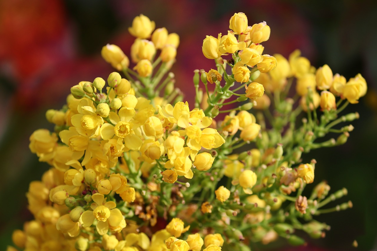 19 Gorgeous Evergreen Shrubs that Add Color to Your Garden Year Round ...