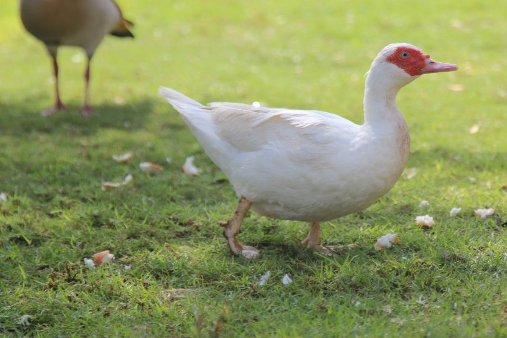 12 of the Most Versatile Duck Breeds to Fill Your Homestead - Garden ...