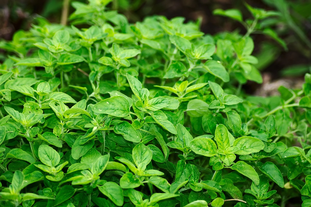 21 French Vegetables to Grow for Culinary Ingredients - Garden and Happy