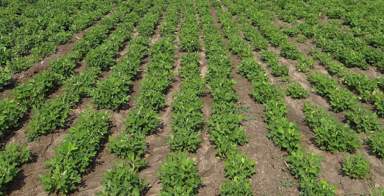 The Complete Guide to Growing Peanuts in Your Garden - Garden and Happy