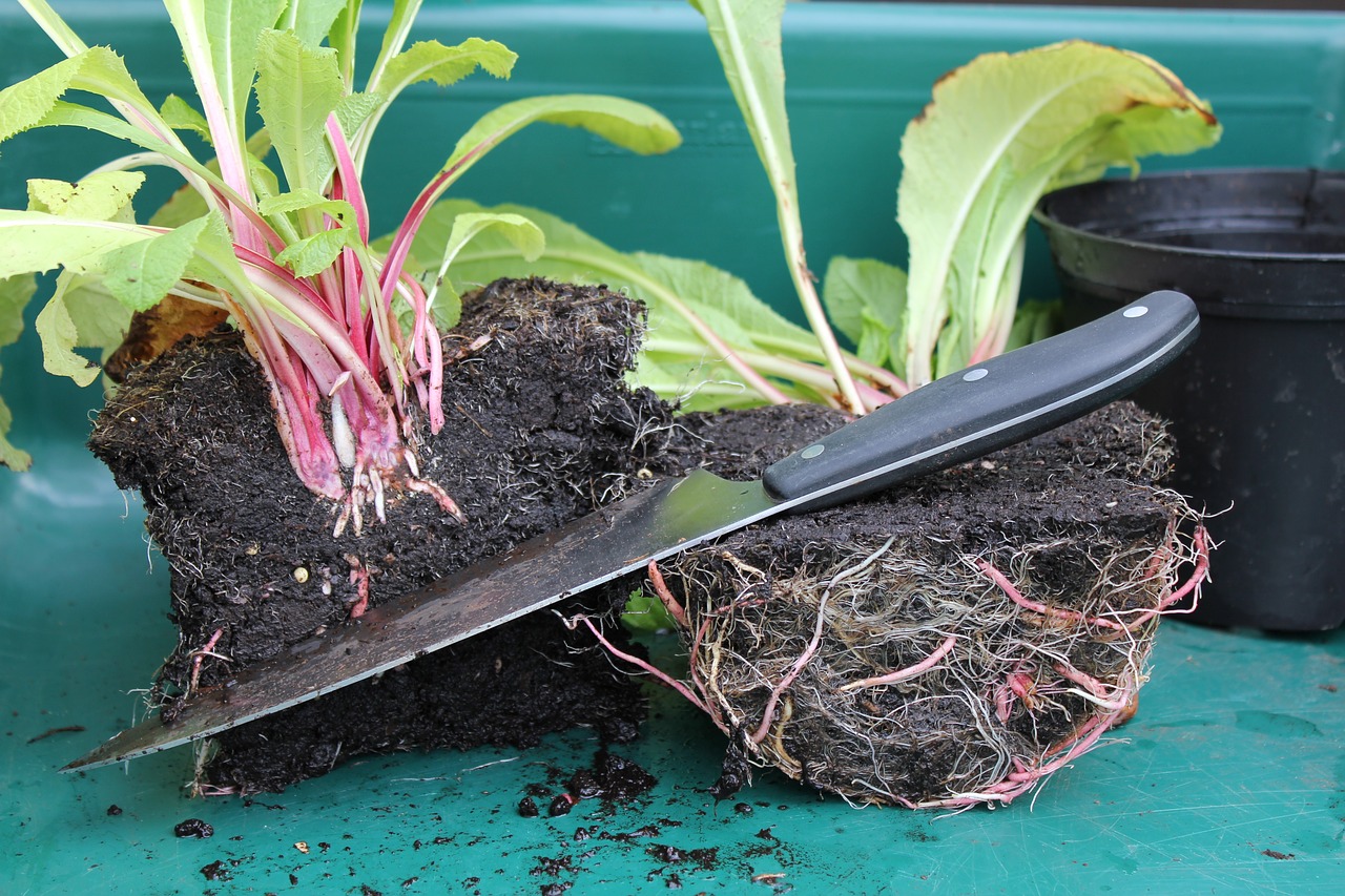 5 Foolproof Methods for Successful Plant Propagation Every Time ...
