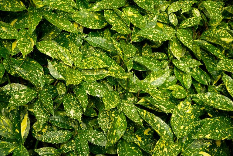 19 Gorgeous Evergreen Shrubs that Add Color to Your Garden Year Round ...