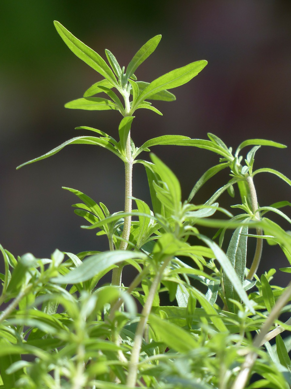 21 French Vegetables to Grow for Culinary Ingredients - Garden and Happy