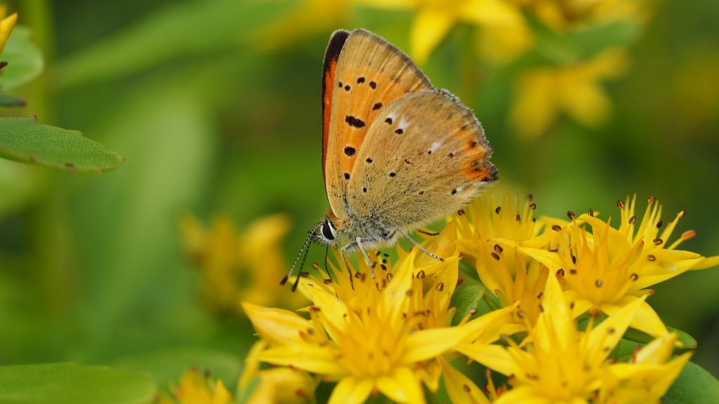 15 Ideal Green Roof Plants and Why It's Amazing to Grow One - Garden ...