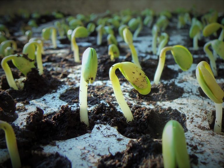 How to Identify and Eliminate Damping Off Disease - Garden and Happy