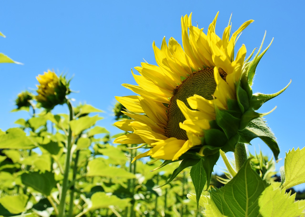 30+ Options for a Magnificent Cut Flower Garden You Can Enjoy Forever ...