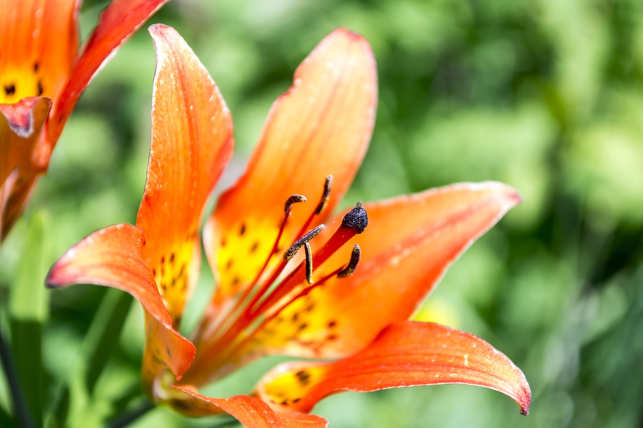 9 Huge Differences Between Poisonous Tiger Lilies And Day Lilies 9 Huge Differences Between Poisonous Tiger Lilies And Day Lilies