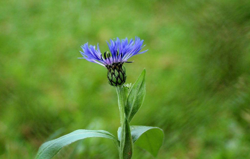 10 Gorgeous Blue Wildflowers to Surround Your Garden With - Garden and ...