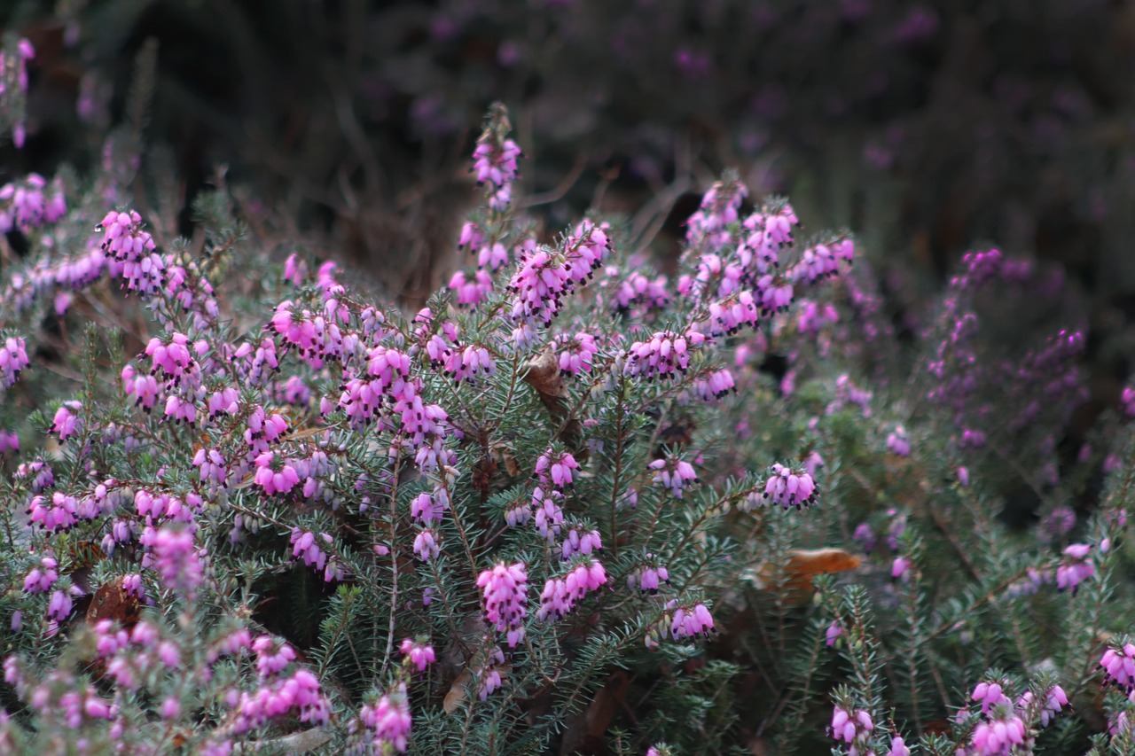 19 Gorgeous Evergreen Shrubs that Add Color to Your Garden Year Round ...