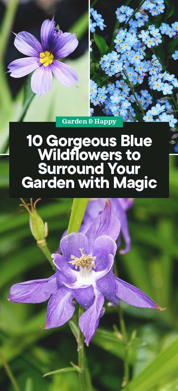 10 Gorgeous Blue Wildflowers to Surround Your Garden With - Garden and ...