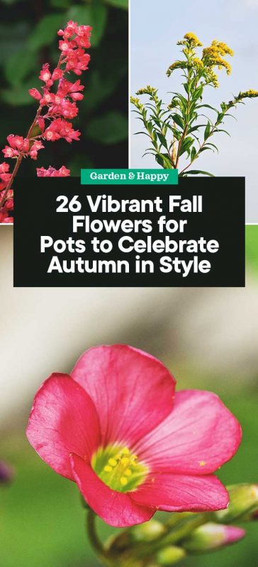 26 Vibrant Fall Flowers for Pots to Celebrate Autumn in Style - Garden ...