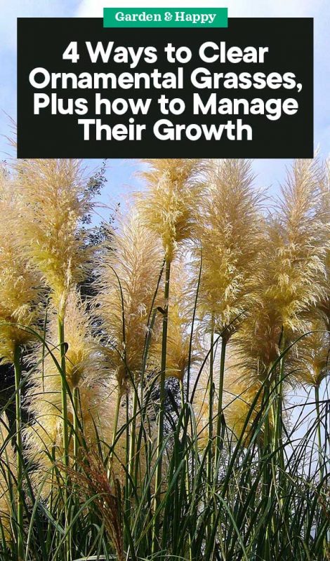 4 Ways to Clear Ornamental Grasses and How to Manage Their Growth ...