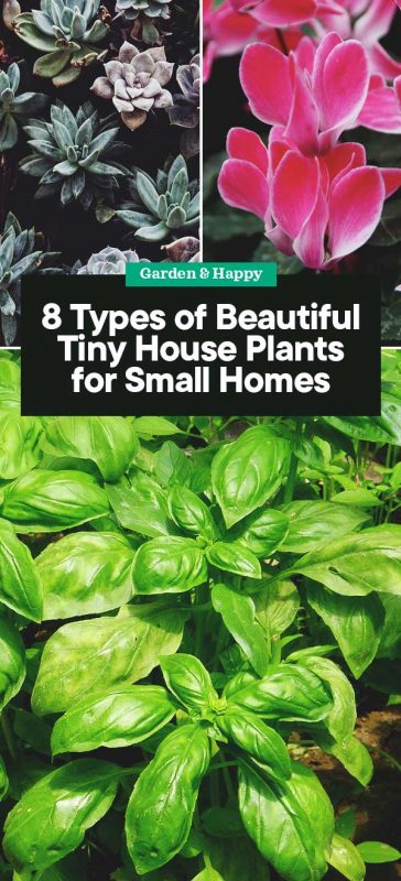 8 Types of Beautiful Tiny House Plants for Small Homes - Garden and Happy