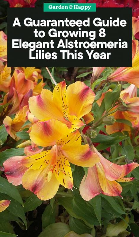 The Complete Guide to Growing 8 Elegant Alstroemeria Lilies - Garden ...