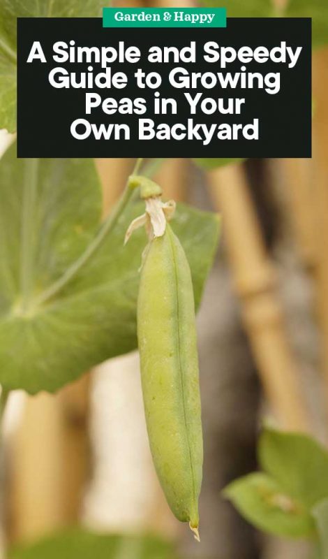 How to Grow Peas in Your Backyard - Garden and Happy