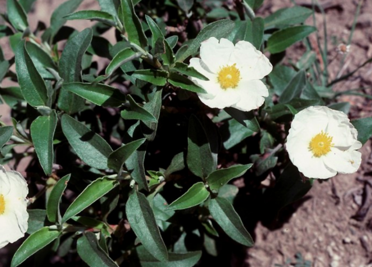 7 of the Most Beautiful Cistus Varieties (Rockroses) for Your Garden ...