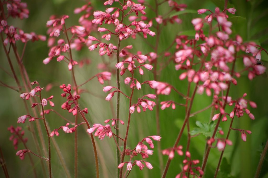 26 Vibrant Fall Flowers for Pots to Celebrate Autumn in Style - Garden ...