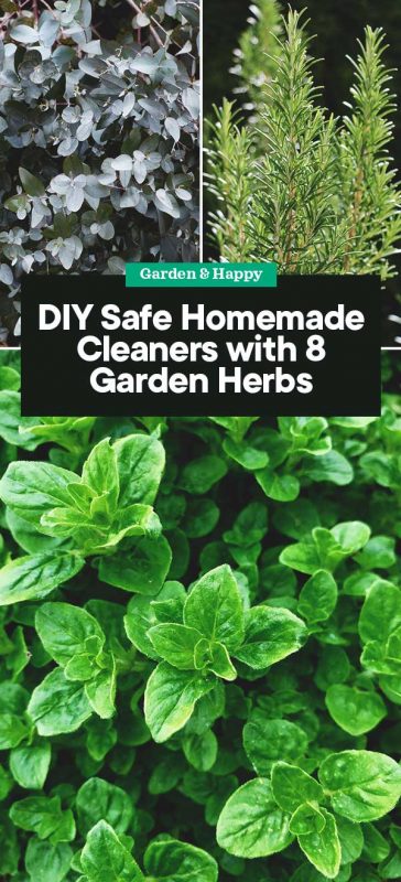 DIY Safe Homemade Cleaners with 8 Garden Herbs - Garden and Happy