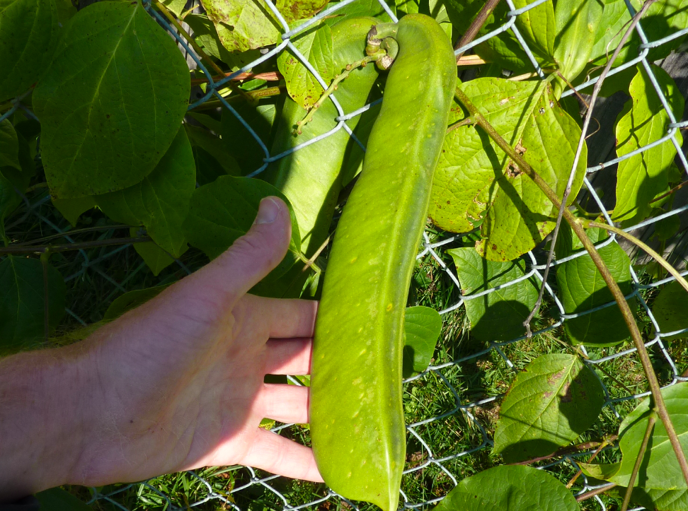 15 Giant Vegetables You Can Grow in Your Garden - Garden and Happy